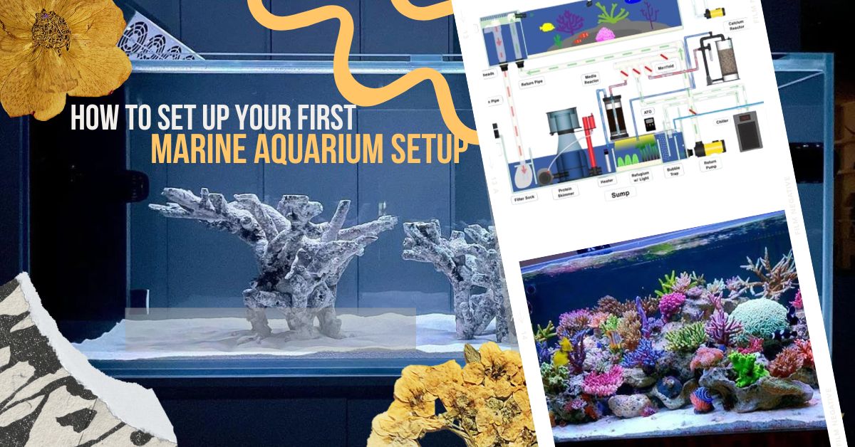 How to Set Up a Marine Aquarium | Beginner Marine Aquarium Guide ...