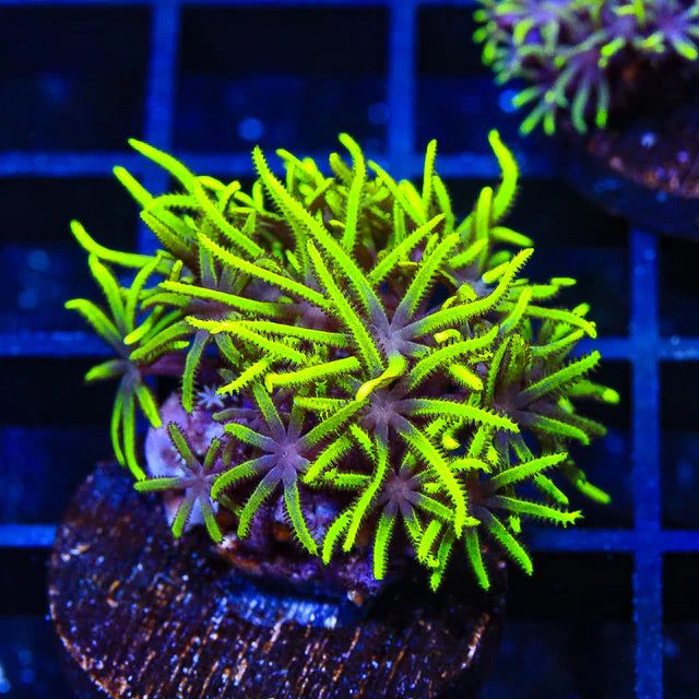 Green Star Polyps Coral – Atomic Reef